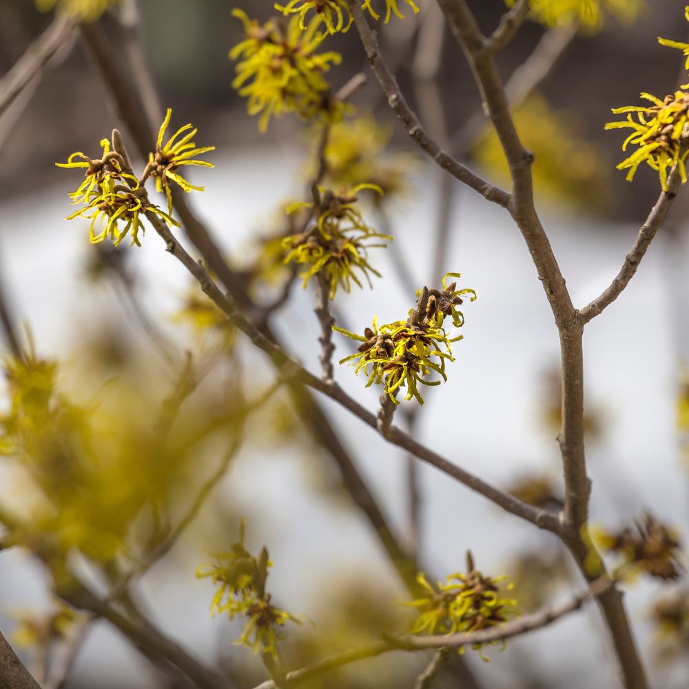 Hydraclear Gel | Best Anti-Acne Gel Singapore | Porcelain Skincare